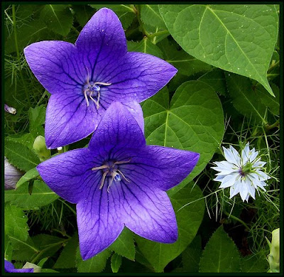 BEAUTIFUL FLOWERS: Balloon Flower - Pictures & Meanings