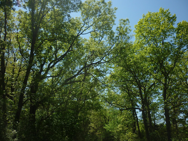 American voyages: Oak Savannas of Southeastern Michigan: A Reminder of ...