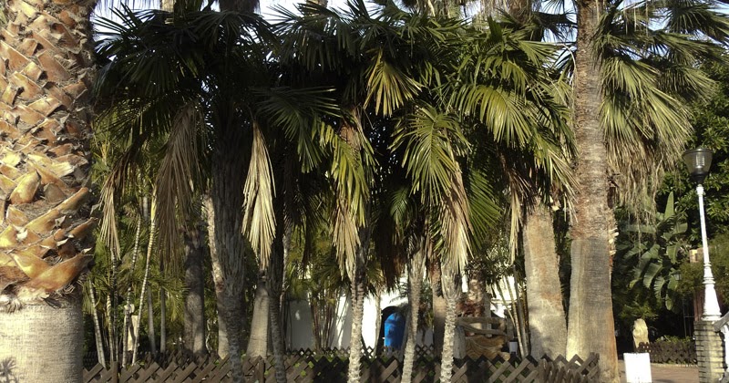 Flora ornamental, hortícola y medicinal.: Syagrus schizophylla ...