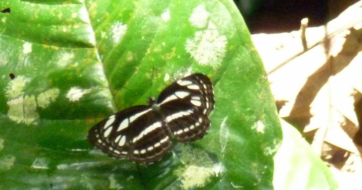 Blog of the Morning Calm: Mulu Monsters Part 2