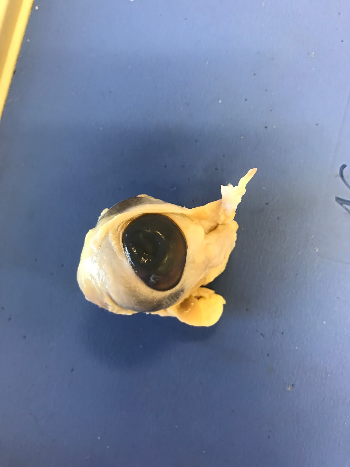 Anatomy and Physiology : Sheep Eye Dissection Analysis