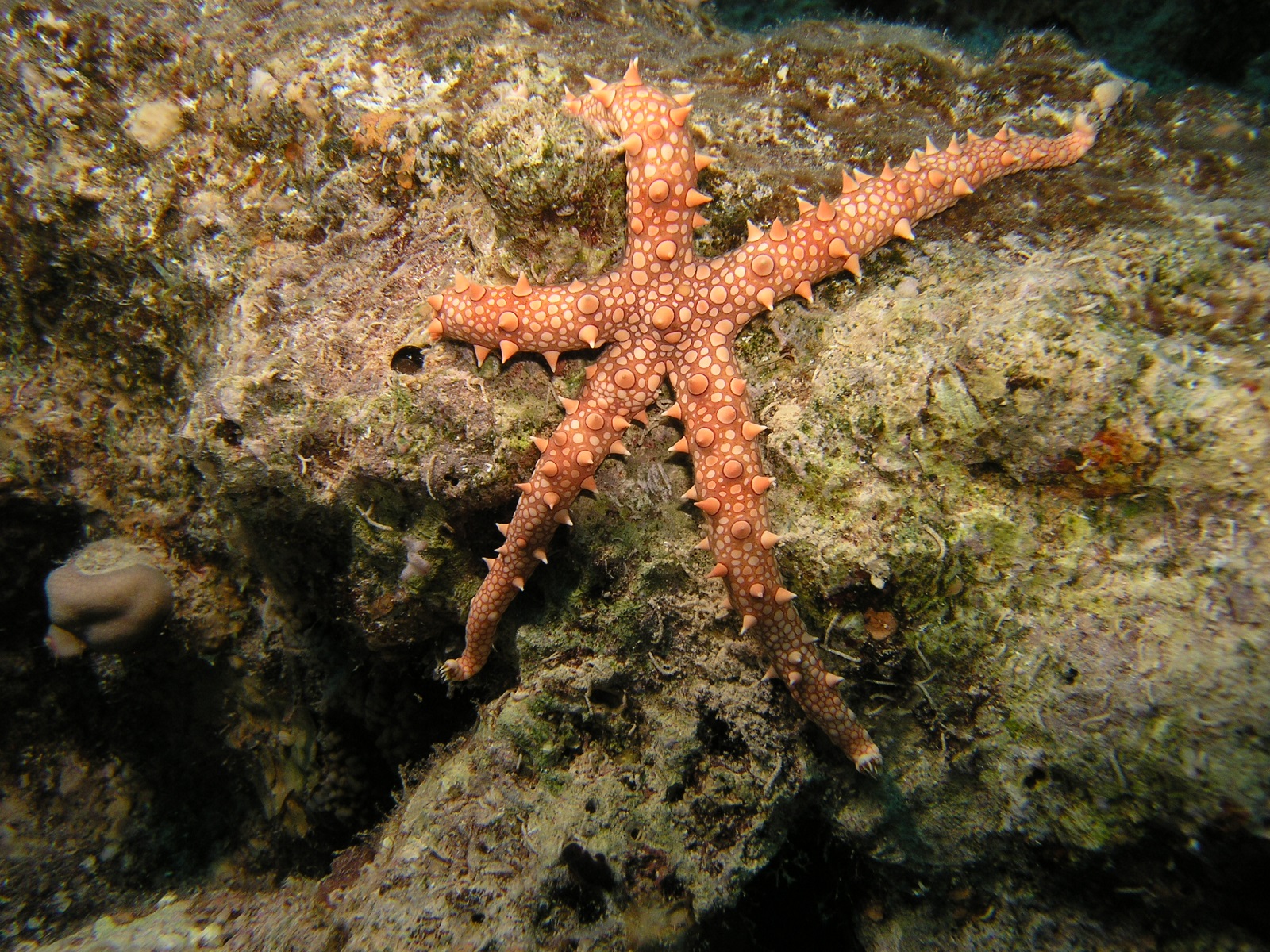 Real Monstrosities: Egyptian Sea Star