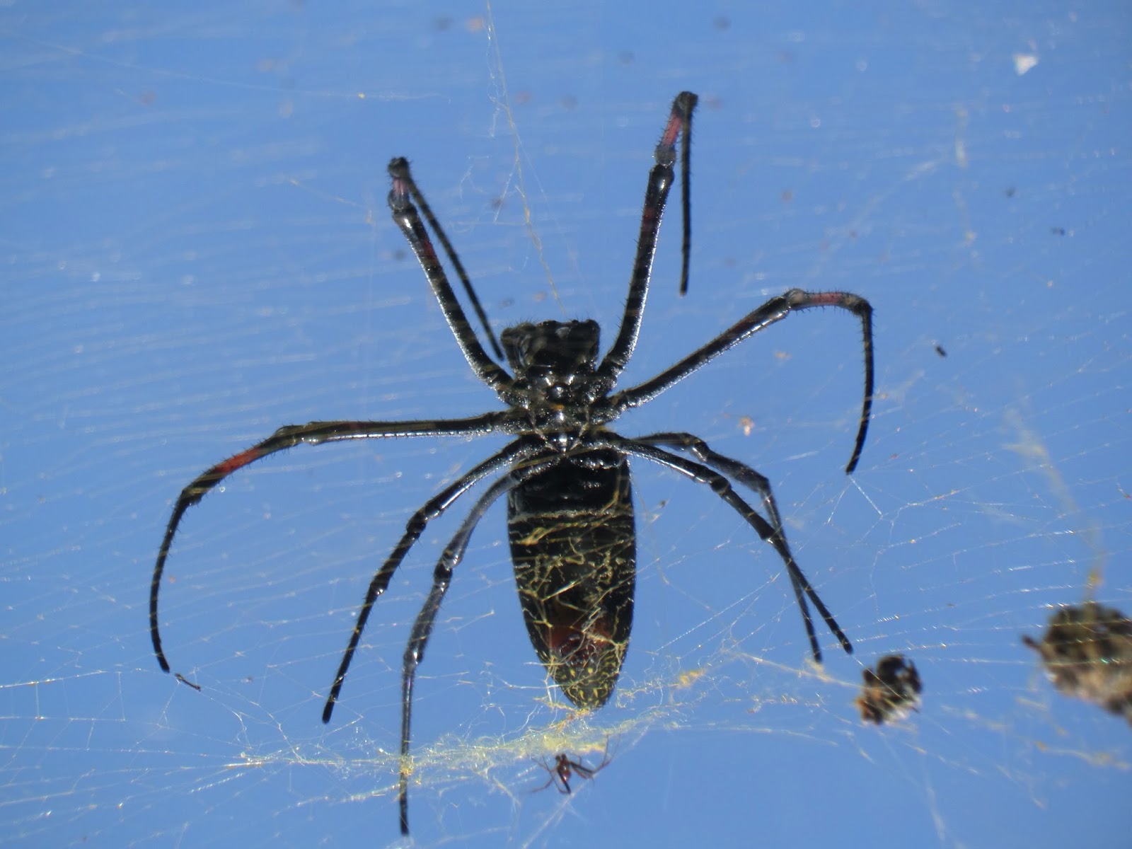 Rindi's Musings: Spiders in Tanzania