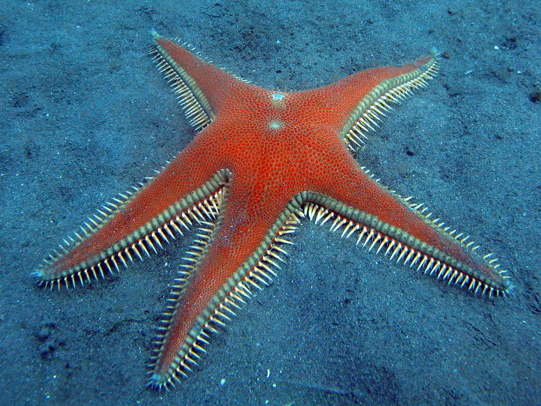 Taxonomía invertebrados no artrópodos: Phylum Echinodermata
