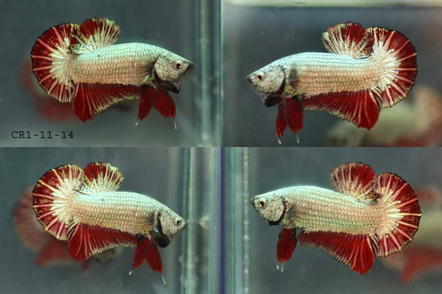Bettazone: Betta of the week : Copper red OHM - skyhawk