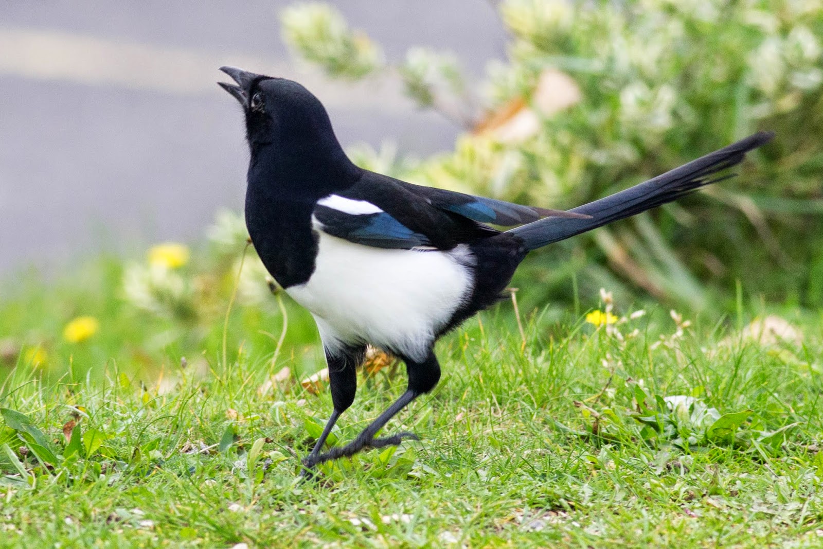 The Great British Bird Hunt: Week 29 02-11-2014 Birds Spotted: 2