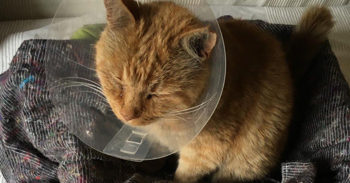 Katten Gustav: Sjukhusbesök