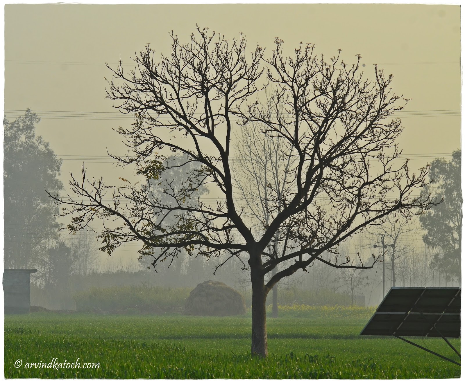 Beautiful Tree Art created by Nature because of the Fall (Magic of Fall)