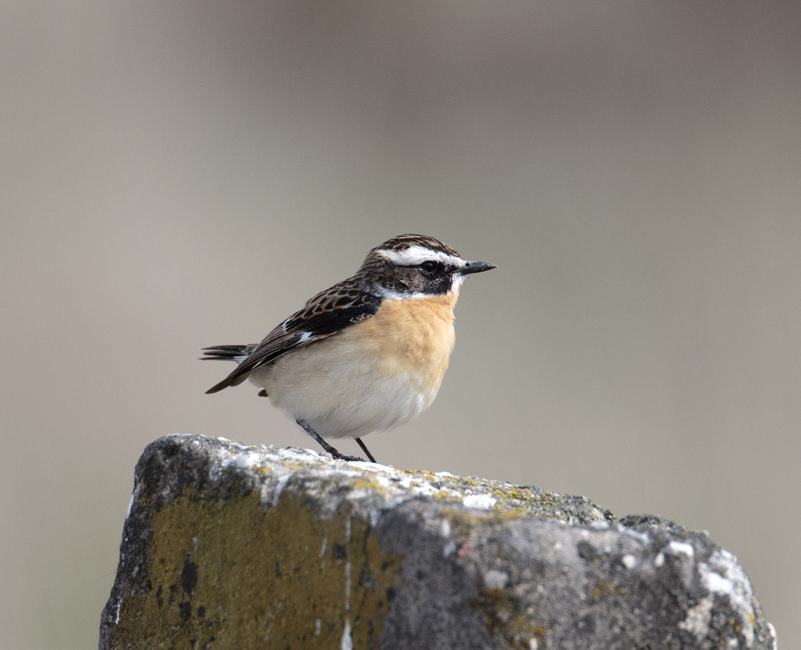 pewit: Whinchat