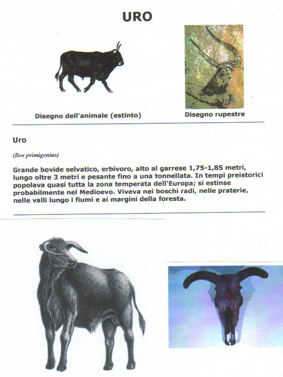 Il Tempio del Sapere: Un animale estinto: Uro