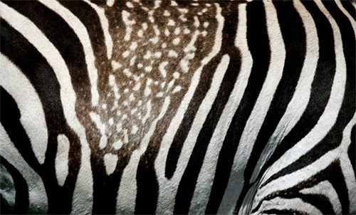 I Spy Animals: The Zebra's Dark Side