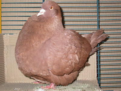 Fancy Pigeon Breeds: French Mondain