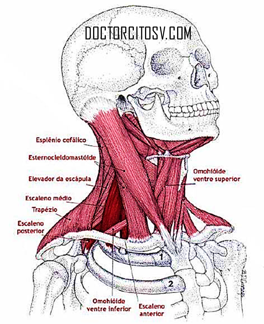 DOCTORCITO: Torticolis