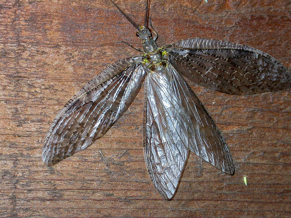 Squirrel's View: Dobsonflies