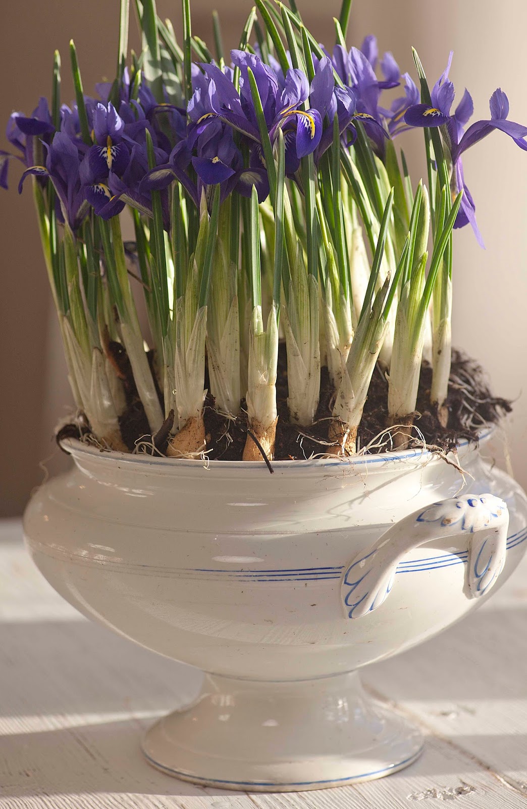 ROSE GARDEN Malevik: arrangera tidiga vårblommor på lök ~ some early ...