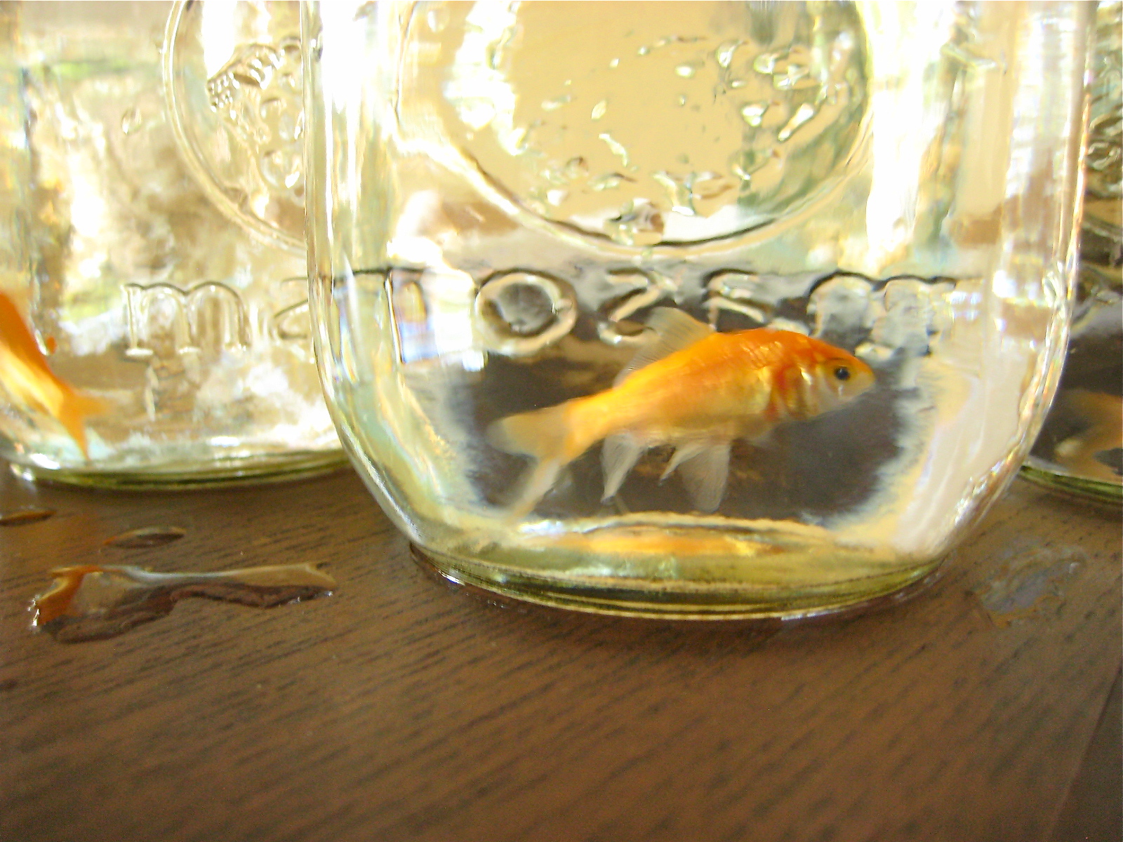 The Desert Chronicles: Observing Biology