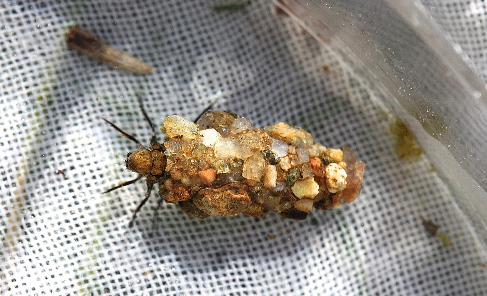 Aquatic Insects of Central Virginia: Neophylax consimilis: the Uenoids ...