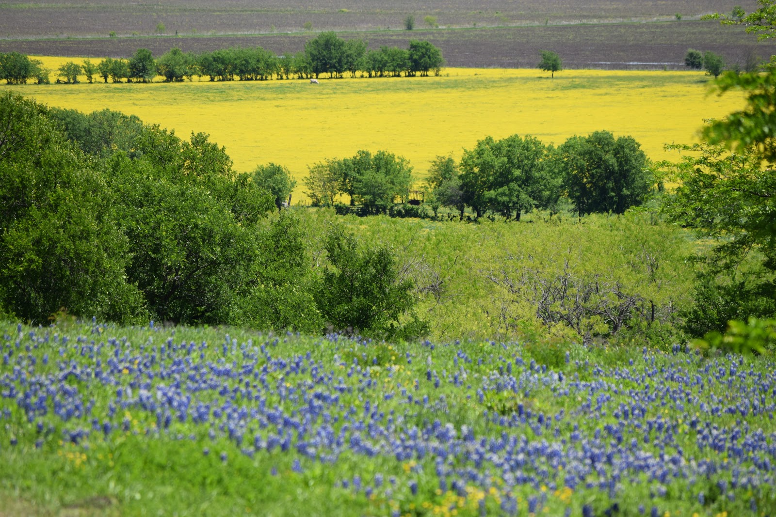 Travel for Life: Texas—Visiting Ennis for Bluebonnet Trails Festival (2019)