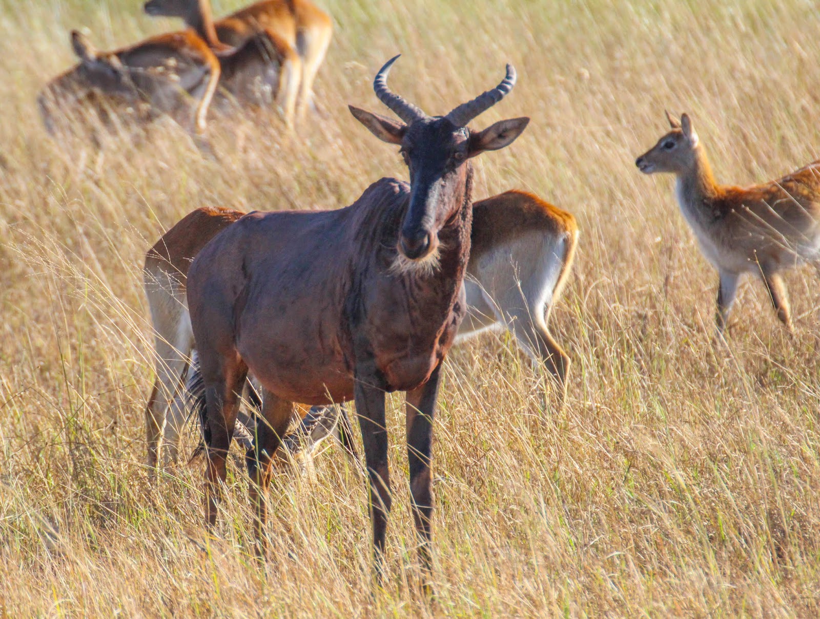 Cannundrums: Common Tsessebe
