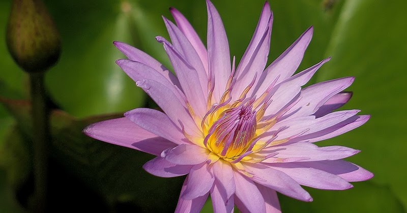 C H I R C A ___: Flori de lotus la o aniversare