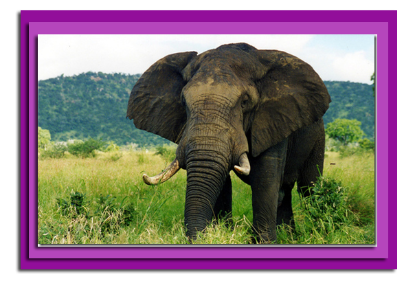 Animales que caminan - Imagui