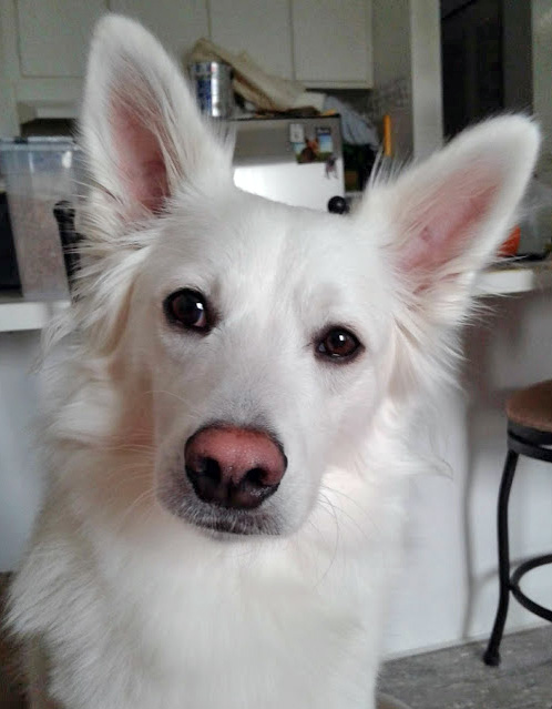 Those Eskies Blog - Living with American Eskimo Dogs: My Eskies
