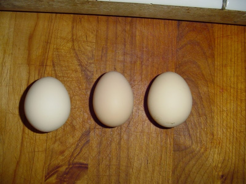 My Little Farming Blog: Mir-egg-ulous