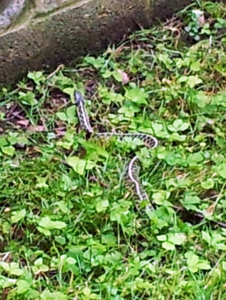 Unique Ed Techie: Snake types and discovering Maryland's Herps