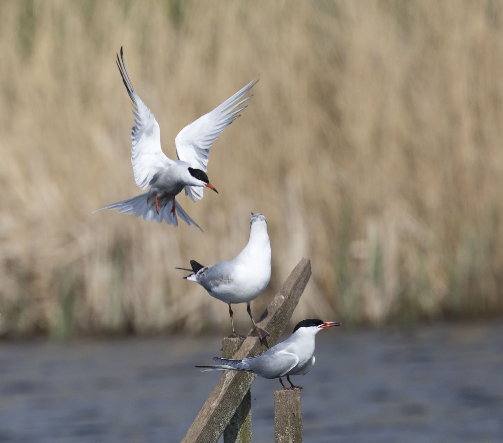 pewit: Common Terns are back