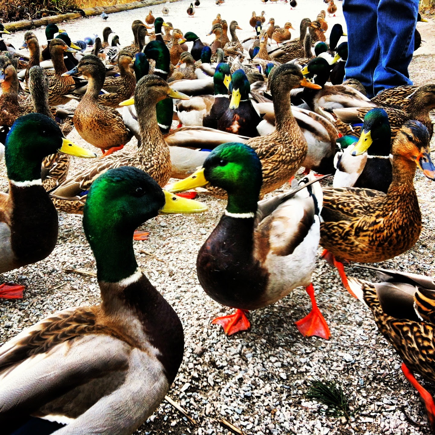 D.G. Hudson - 21st Century Journal: 2014