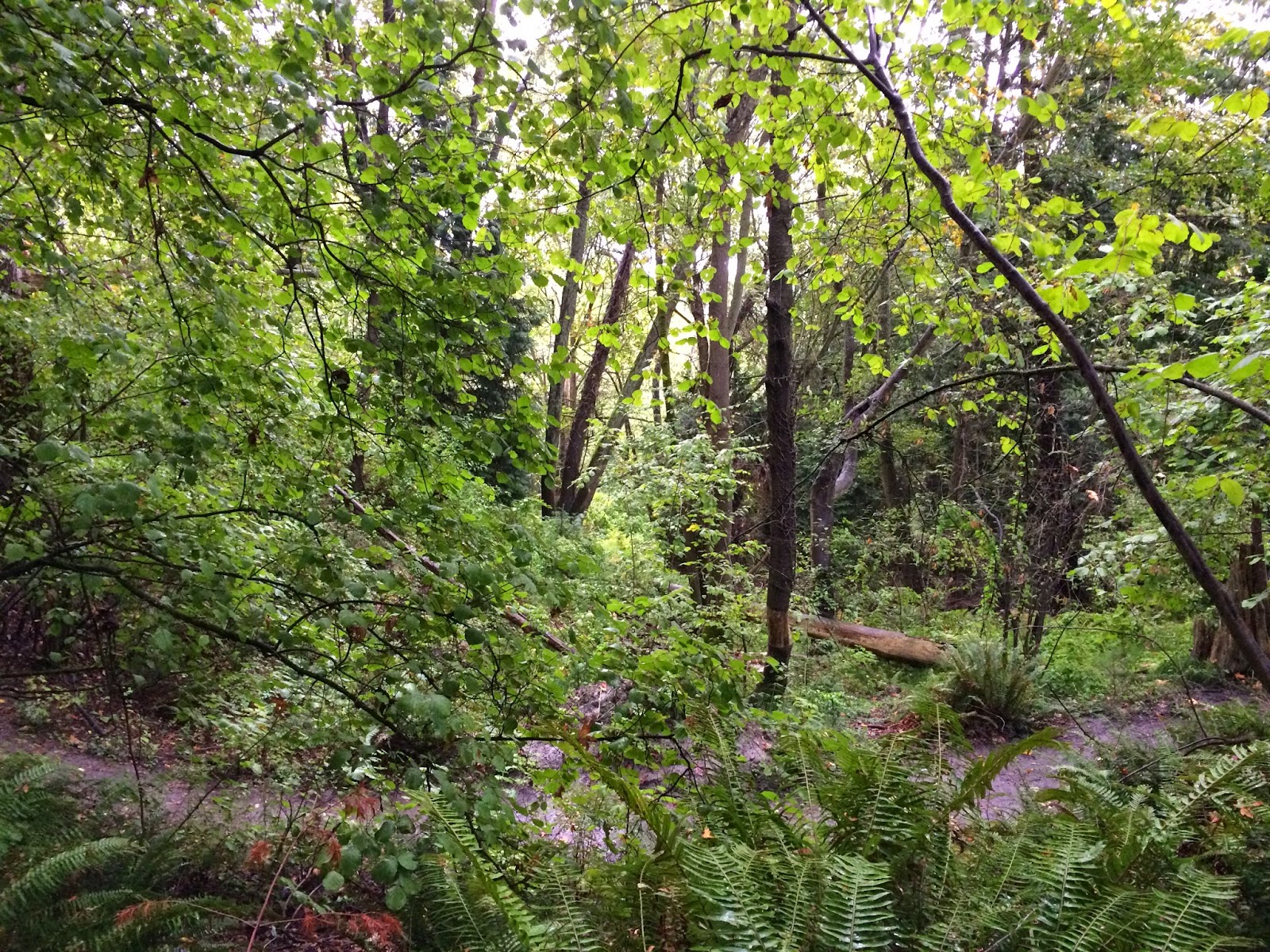 Aidan's Madrona Park Natural History Journal: Madrona Park Walking Tour