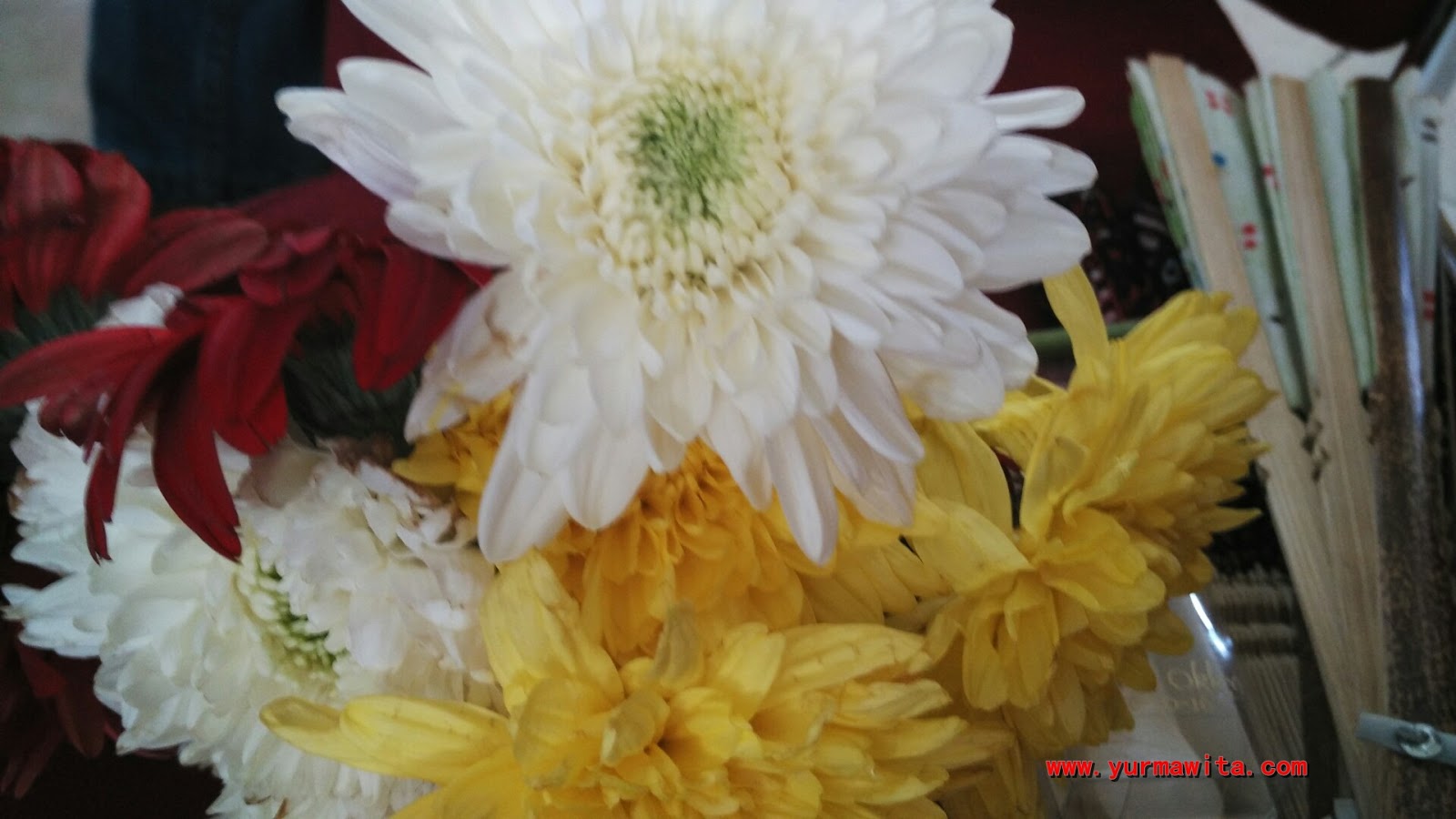 Bunga-bunga ini yang bisa Mempercantik Halaman Rumah Anda - Yurmawita's ...