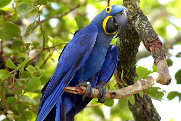 Arara Azul Fotos e Imagens - Imagens de Animais
