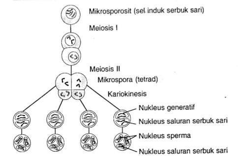 Mikrosporogenesis | Adalah XYZ
