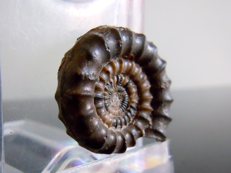 Fossils & Antiques: Fossil Ammonite: Echioceras raricostatum