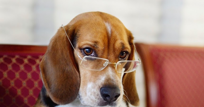 Canine Cognition Facts