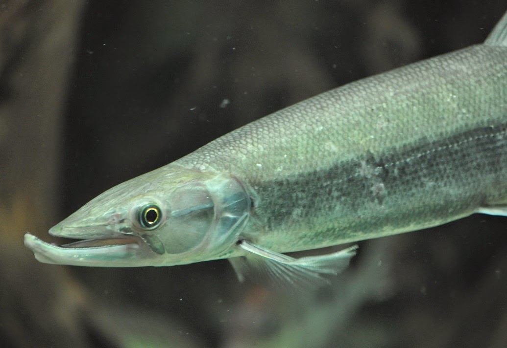 ZOOTOGRAFIANDO (6.100 ANIMALS): PICUA DE AGUA DULCE (Boulengerella cuvieri)