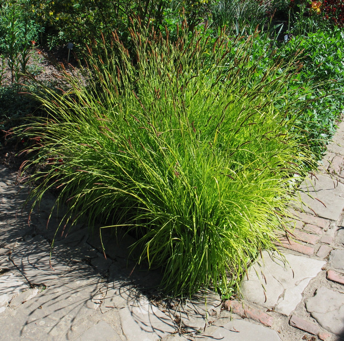 Biotope Design: Royal Fern and Golden Sedge