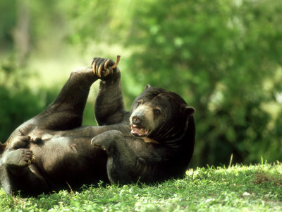 Sun Bear | The Life of Animals