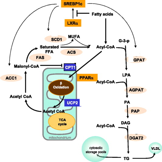 RNAi Therapeutics: Merck Double-Knockdown Strategy to Ameliorate ...