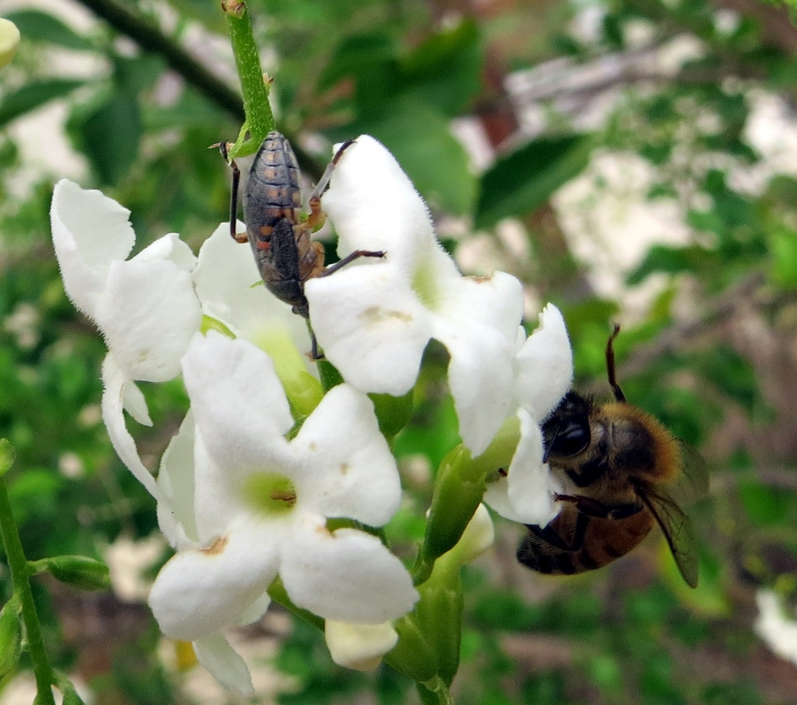 Hiking Curaçao - Flora and Fauna: Earth Day!