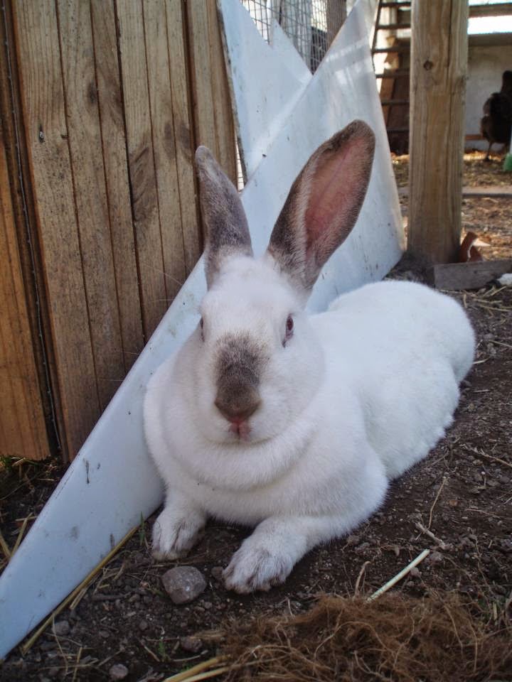 AEAM Animales del mundo: CONOCIENDO AEAM