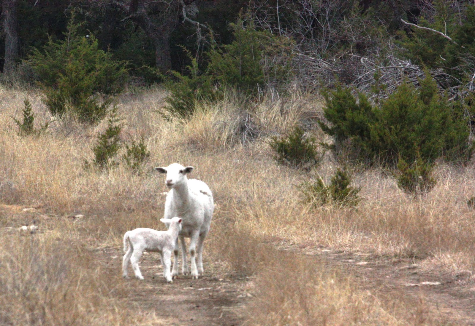 Central Texas All Natural Grass-Fed Lamb