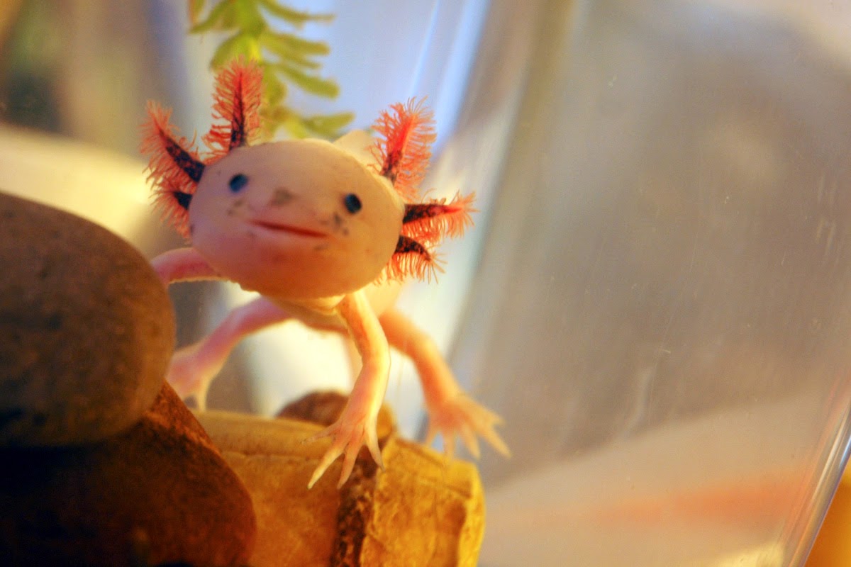 RYSBLOGGEN: Dagens Ukendte Dyr #1: Axolotl