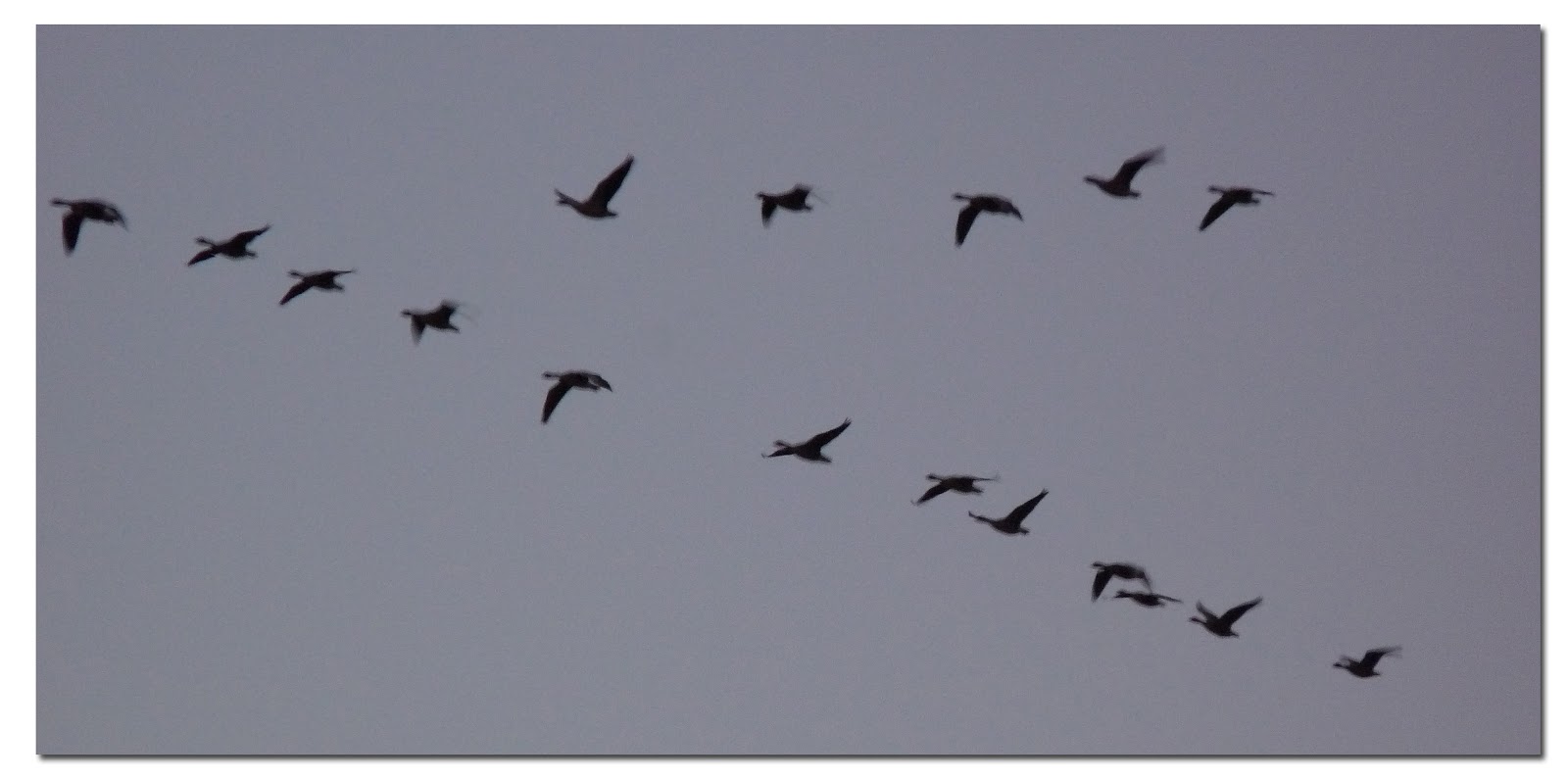 Wild and Wonderful: November 2012