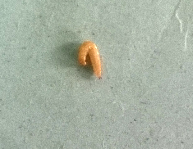 The Wonderful Microworld: A small Worm!