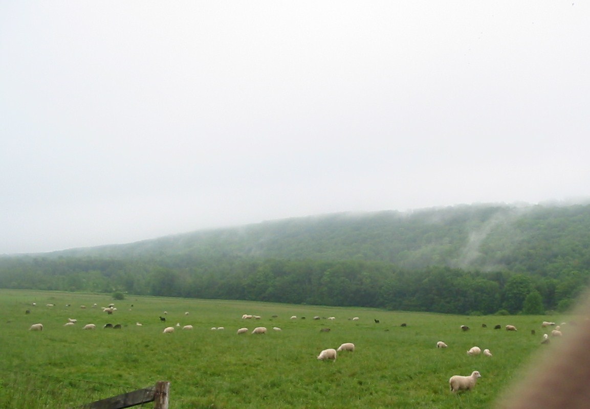 Knee Deep in Sheep: Soggy Sheep