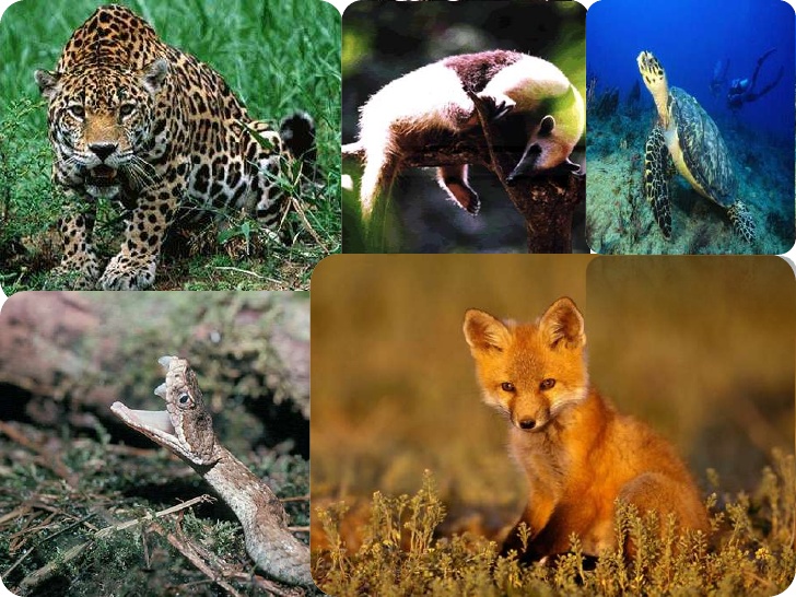 Estado de veracruz: Flora y Fauna