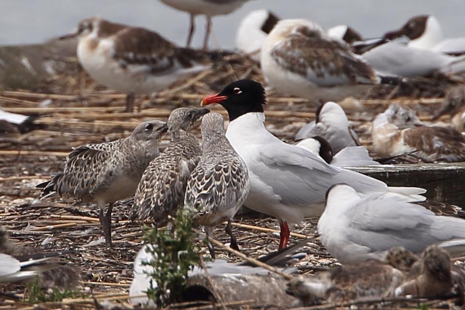 Northern Ireland Black-headed Gull Study: Mediterranean Gulls in ...