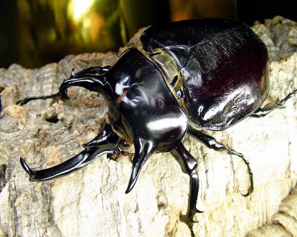 Biologia-Vida: Besouro rinoceronte / Rhinoceros beetle (Megasoma mars)